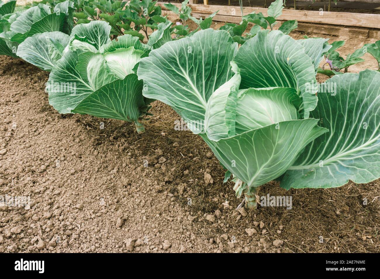Heads of cabbage large heads hi-res stock photography and images - Alamy