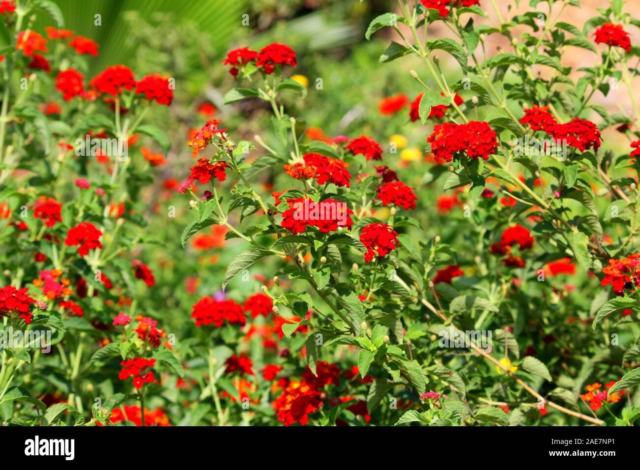 Color of the flower is red hi-res stock photography and images - Alamy