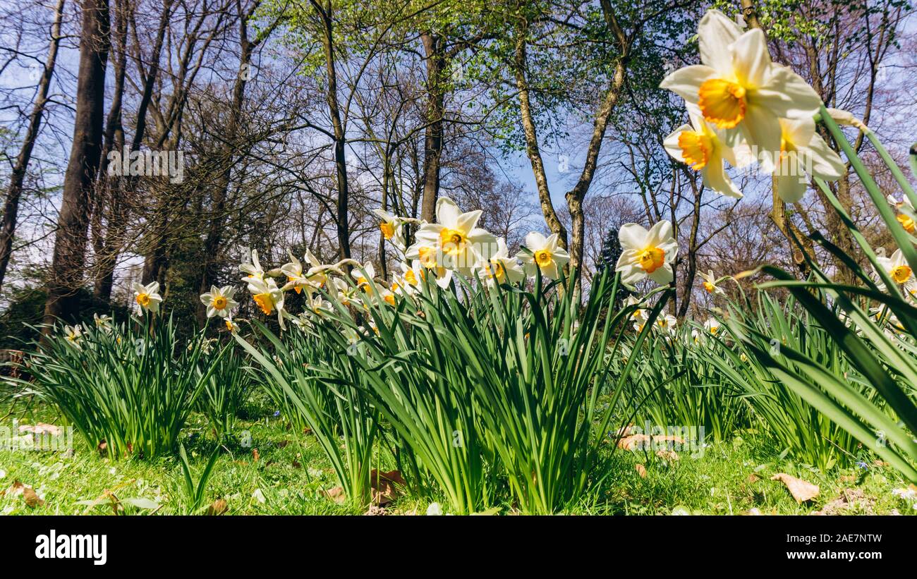 Field of Spring Daffodils. Green meadow with flowering daffodils ...