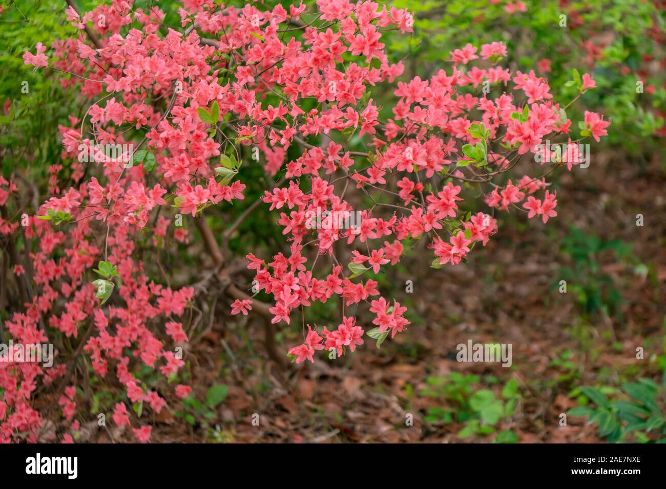 Beautiful red mini azaleas blooming in the forest Stock Photo - Alamy