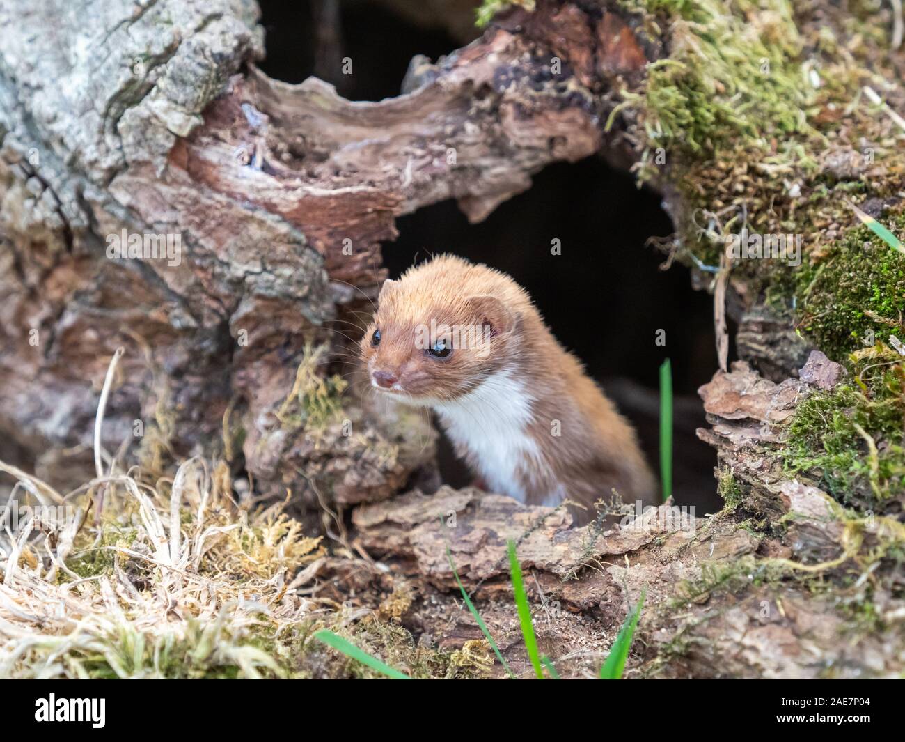 Weasel or Least weasel looking out a a log Stock Photo - Alamy