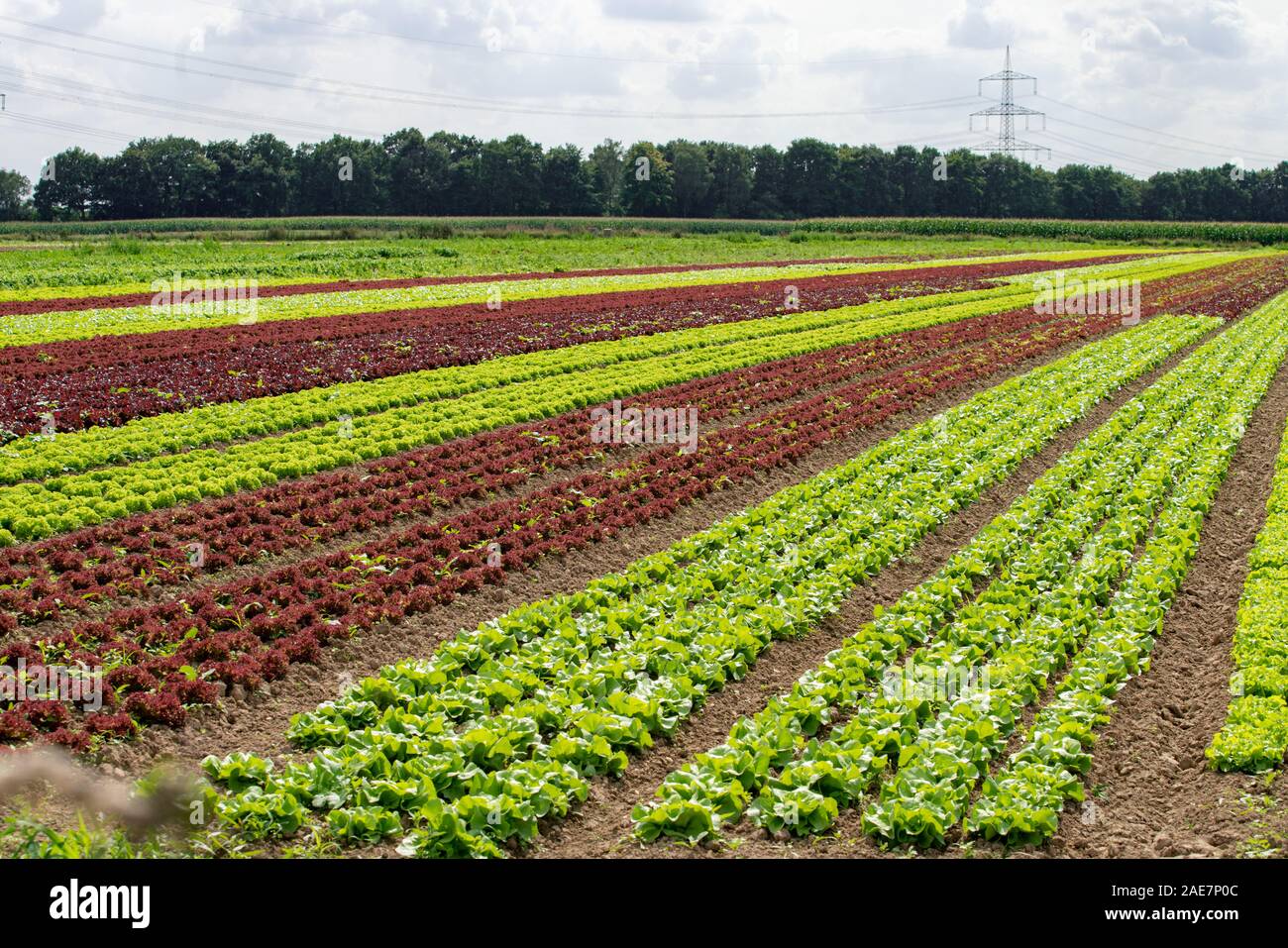 Lollo rosso bianco lettuce hi-res stock photography and images - Alamy