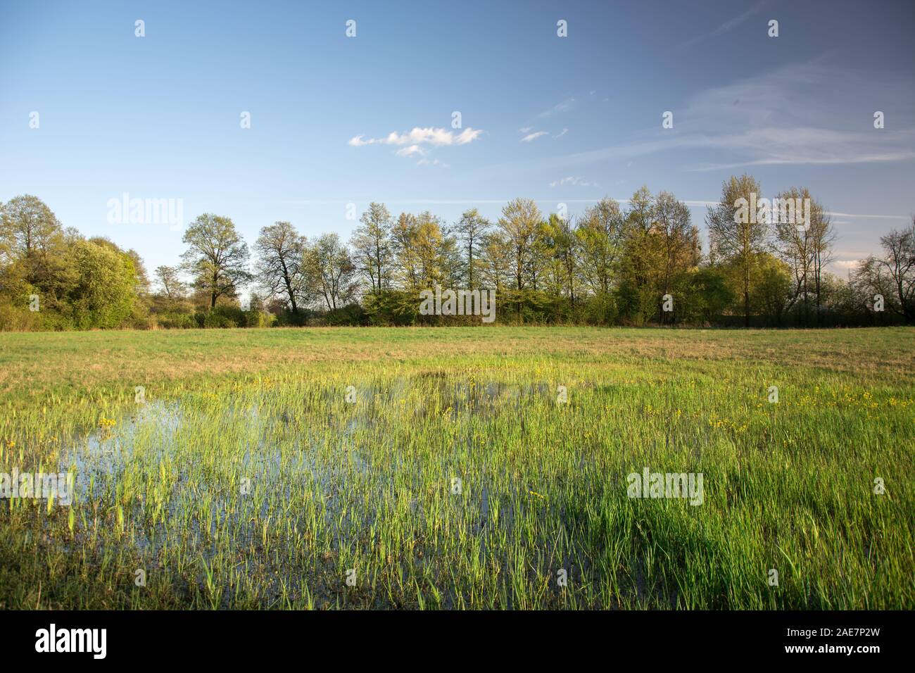 Pool on marsh meadow hi-res stock photography and images - Alamy