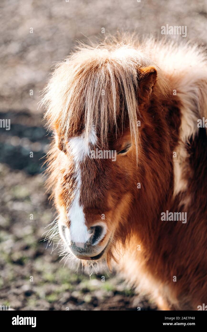 Big pony tail hi-res stock photography and images - Alamy