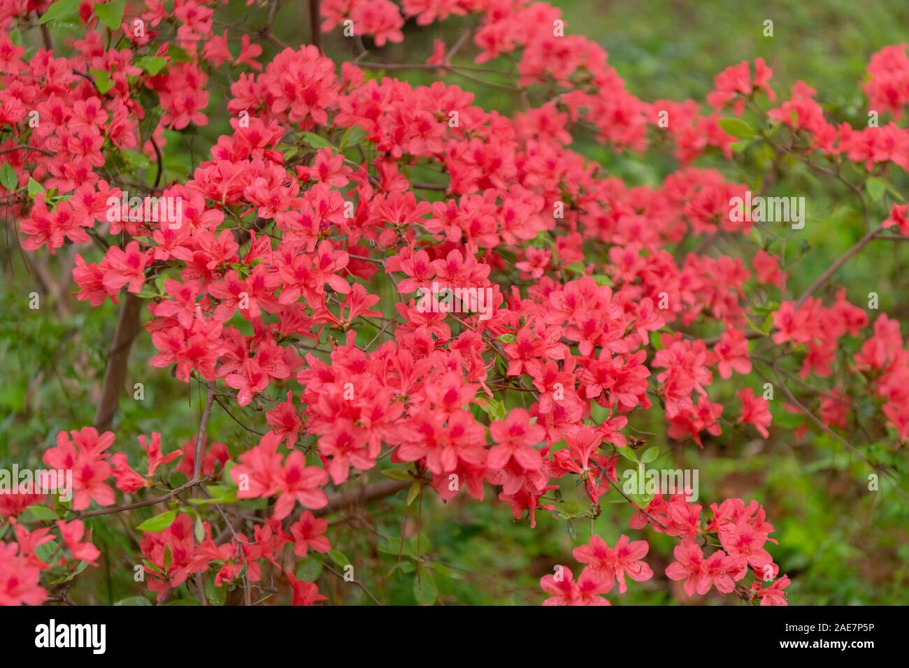 Deciduous azaleas hi-res stock photography and images - Alamy