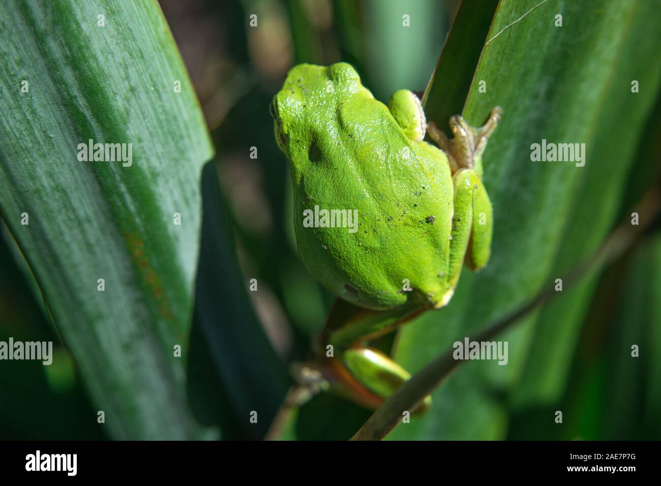 Walking on a leaf hi-res stock photography and images - Alamy