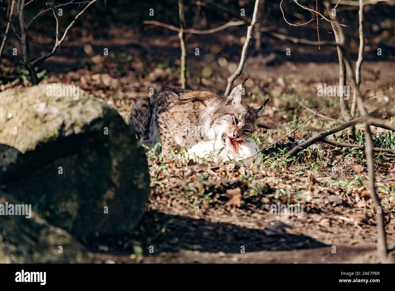 Lynx eating. Lynx with prey in the mouth. Lynx caught prey and eats ...
