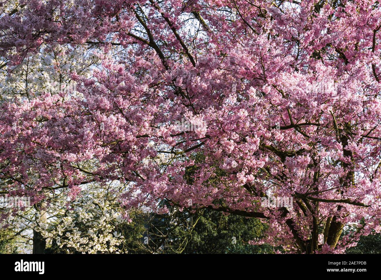 Cherry blossom arch way hi-res stock photography and images - Alamy