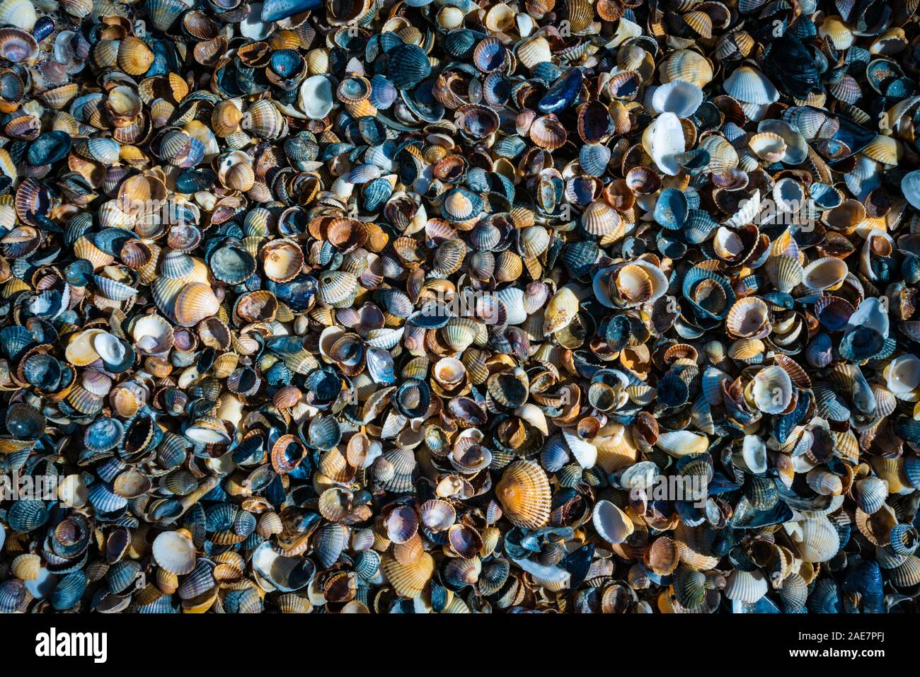 A collection of seashells on a sea beach - background texture Stock ...