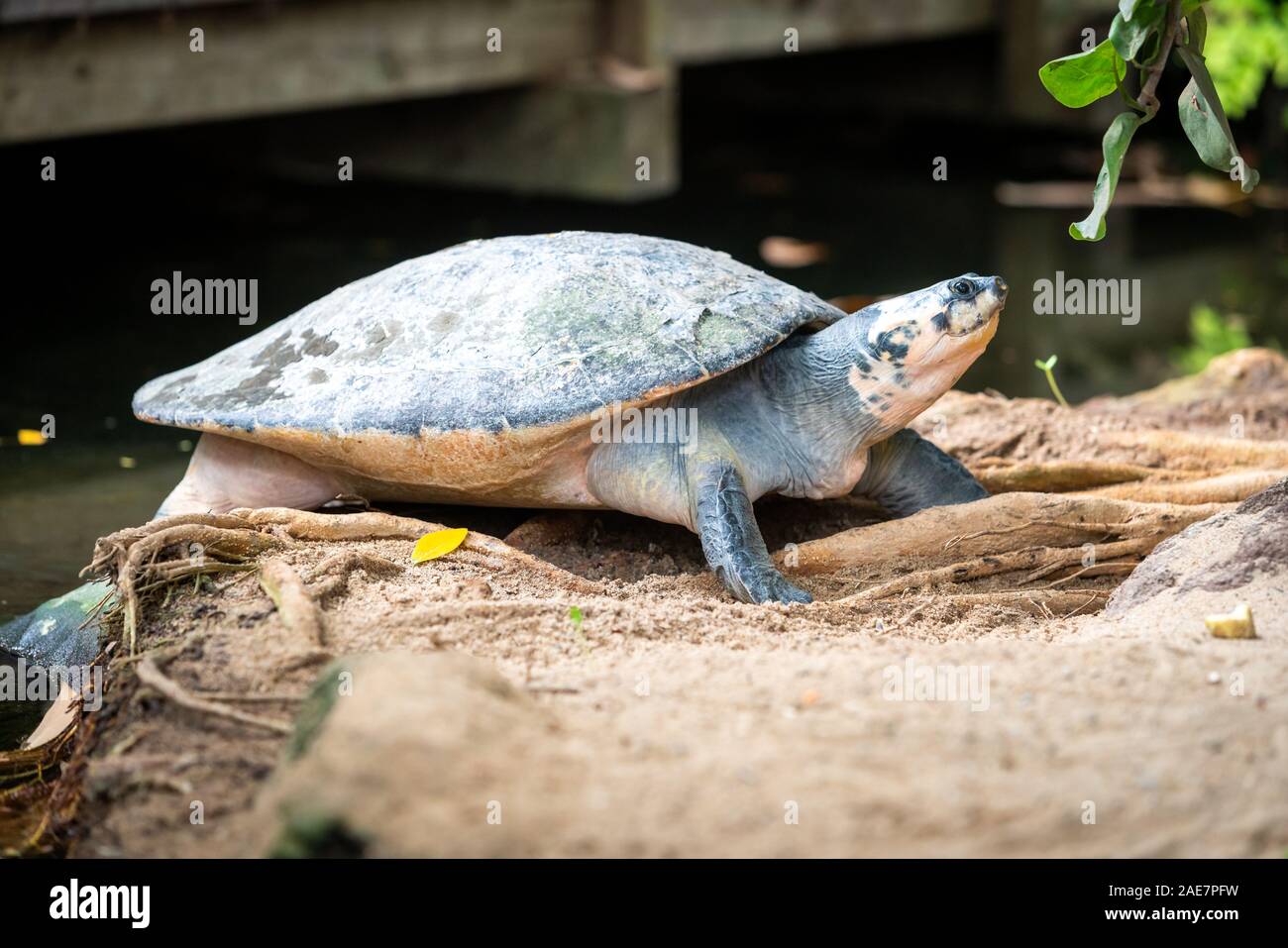 Flatback turtle hi-res stock photography and images - Alamy