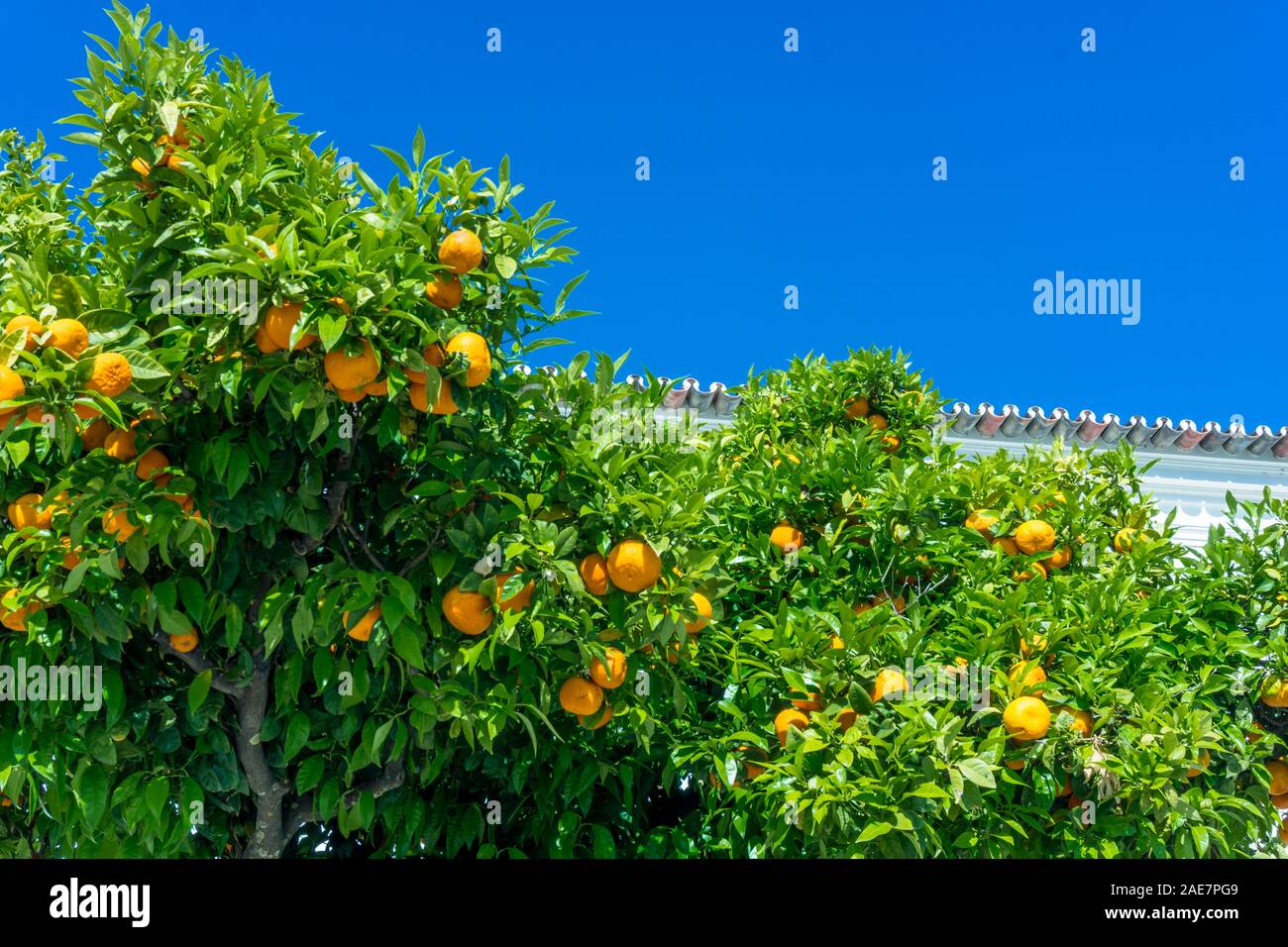 Mandarin tree with ripe fruits. orange tree. Ripen clementines on trees ...