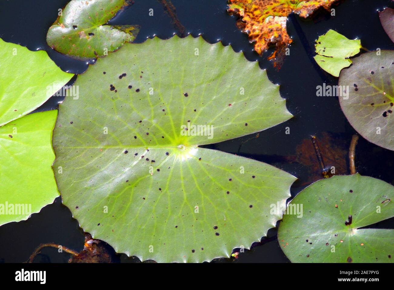 Green round lotus leaf Stock Photo - Alamy