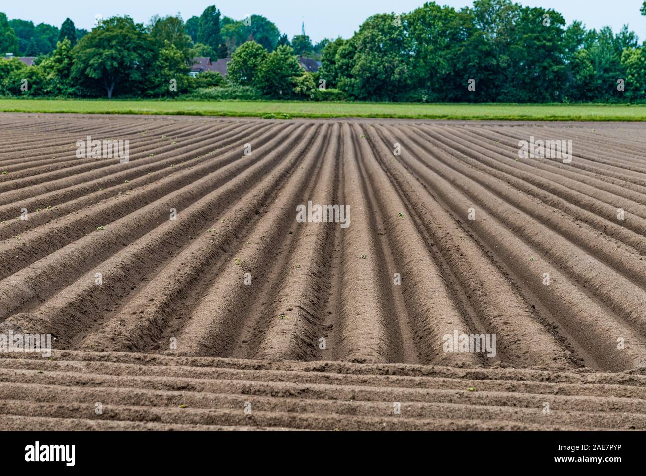 Agriculture landscape. Ploughing field. Freshly planted potato field ...