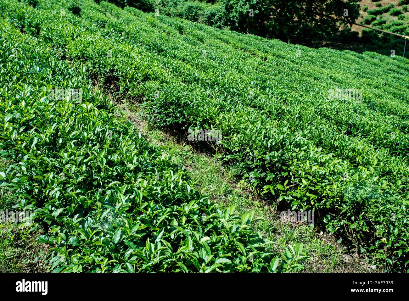 Green tea farm in spring. Tea plantation Stock Photo - Alamy