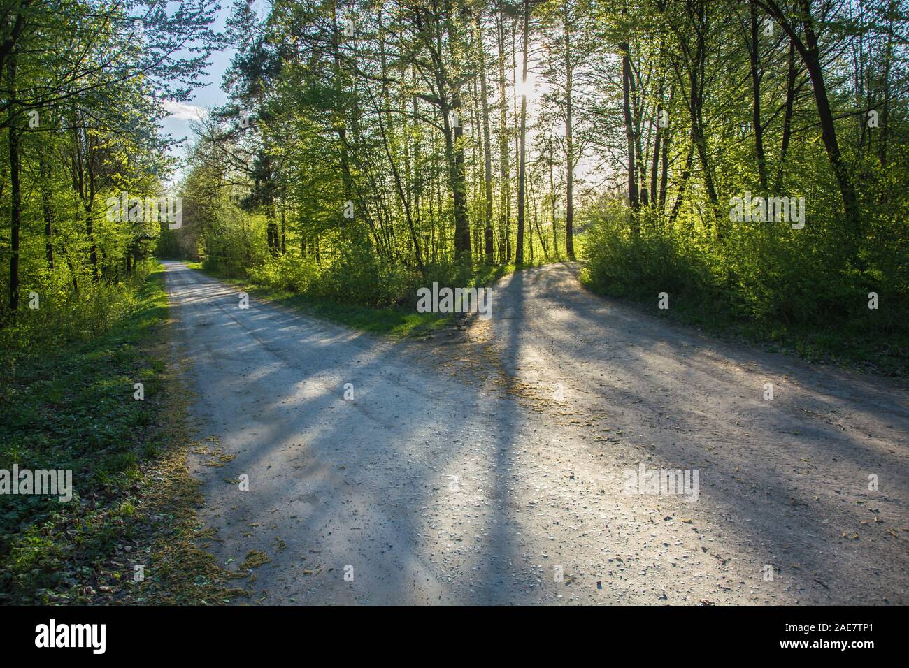 Two paths fork forest hi-res stock photography and images - Alamy