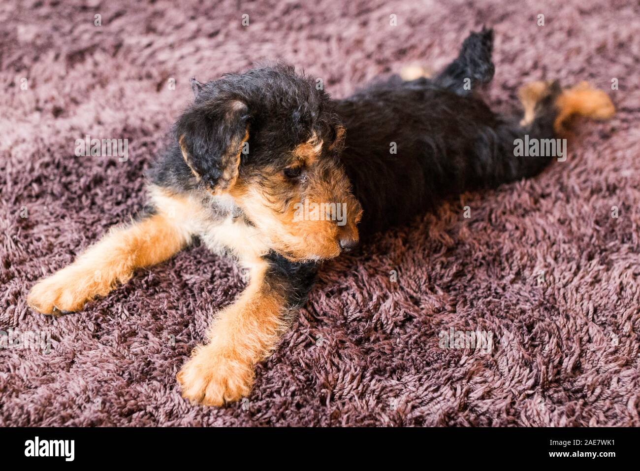 Dog. Welsh terrier puppy, cute, adorable pet Stock Photo - Alamy