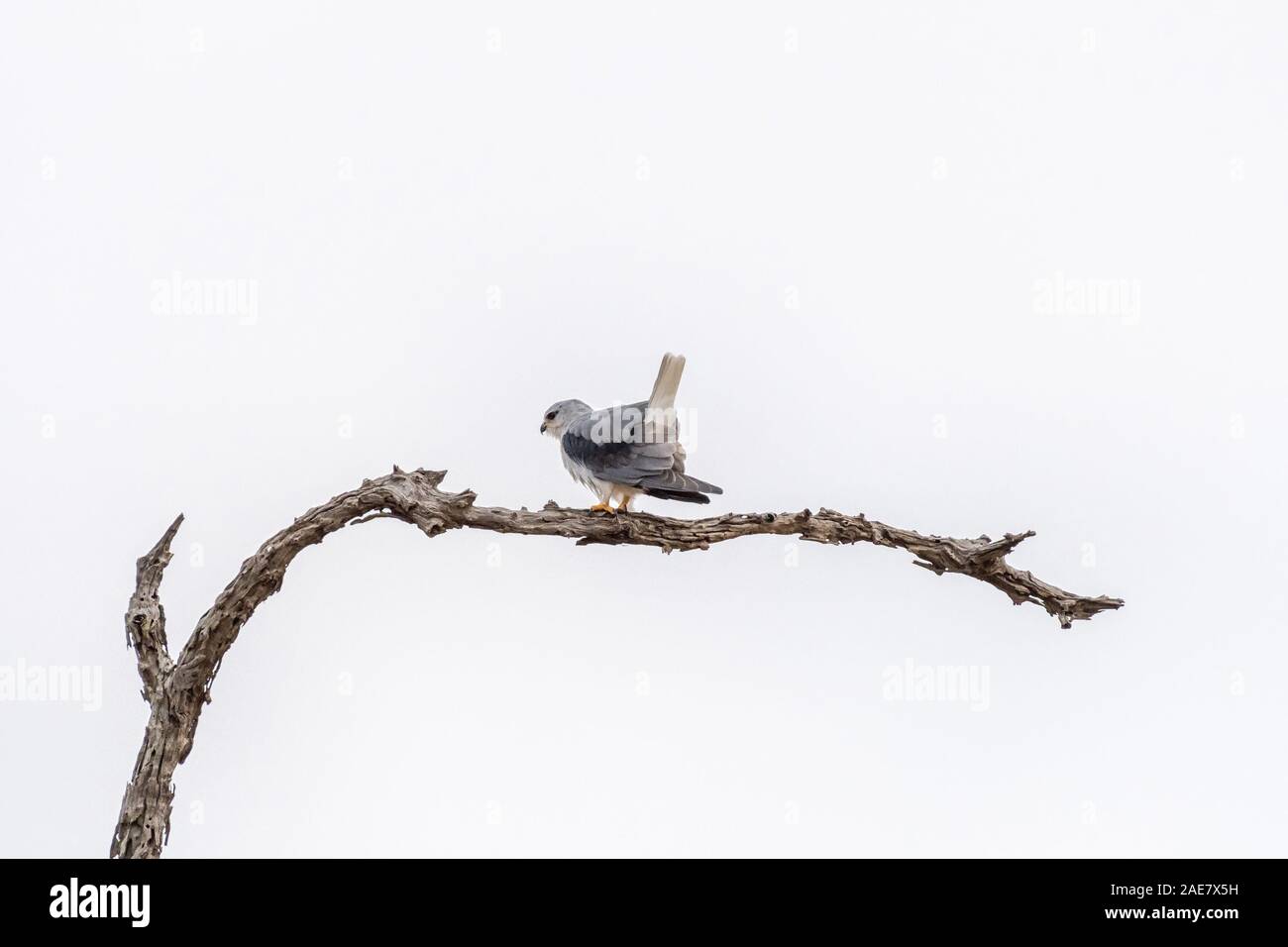 A grey colored falcon sitting on a dead tree branch Stock Photo - Alamy