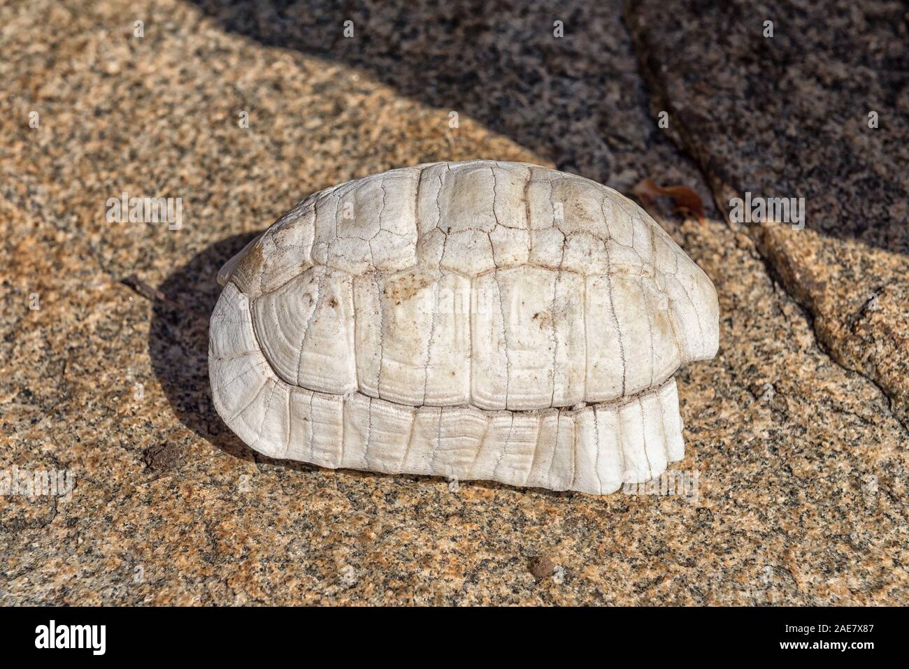 A tortoise shell, bleached white by the harsh sun, in the Mpumalanga ...