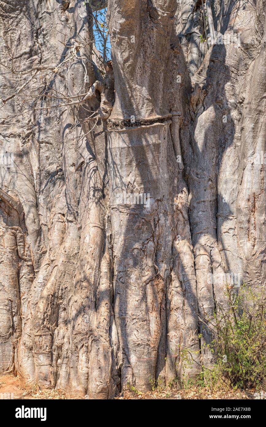 Close-up of the trunk of a baobab tree, Adansonia digitata, also called ...