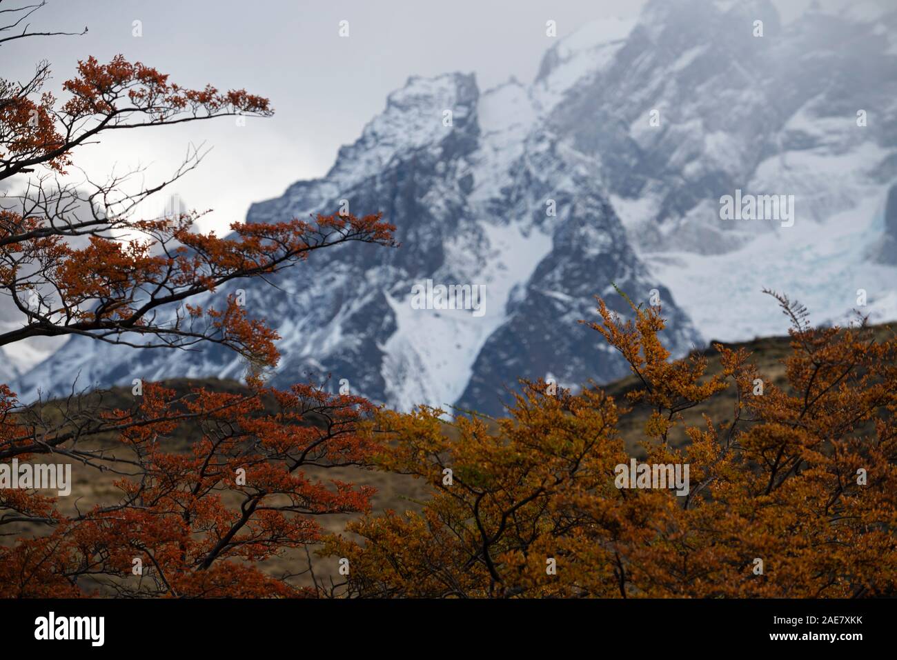 Southern Beech trees in their fall/autumn colours, with the snow-dusted ...