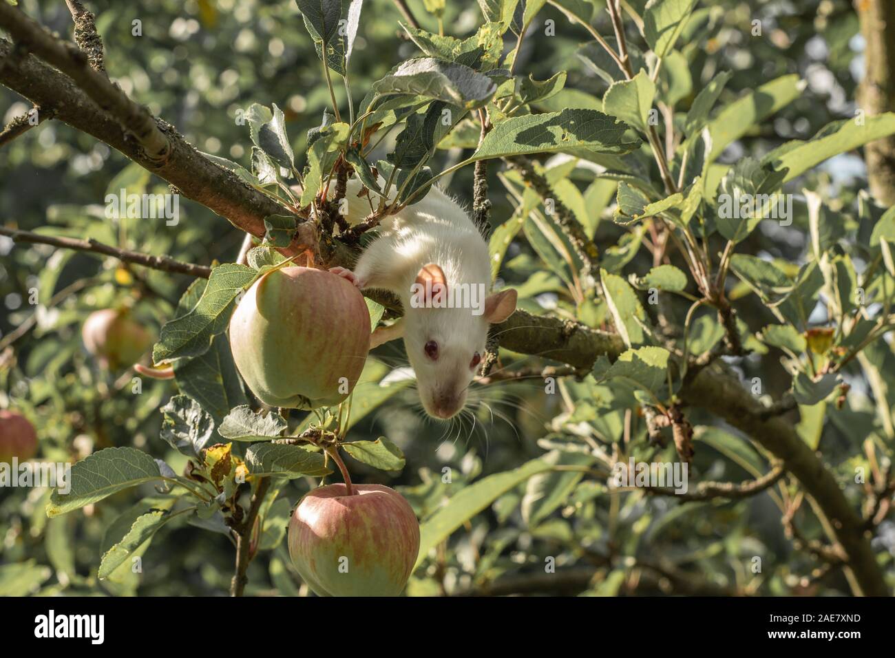 White rat climbs a tree branch. Rat on the apple tree Stock Photo - Alamy