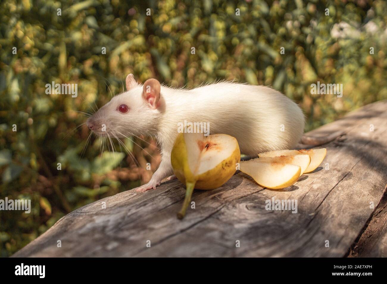 Muzzle person hi-res stock photography and images - Alamy