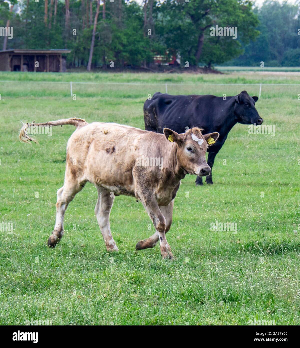 Dairy cows in a farm paddock in Lower Saxony Germany Stock Photo - Alamy