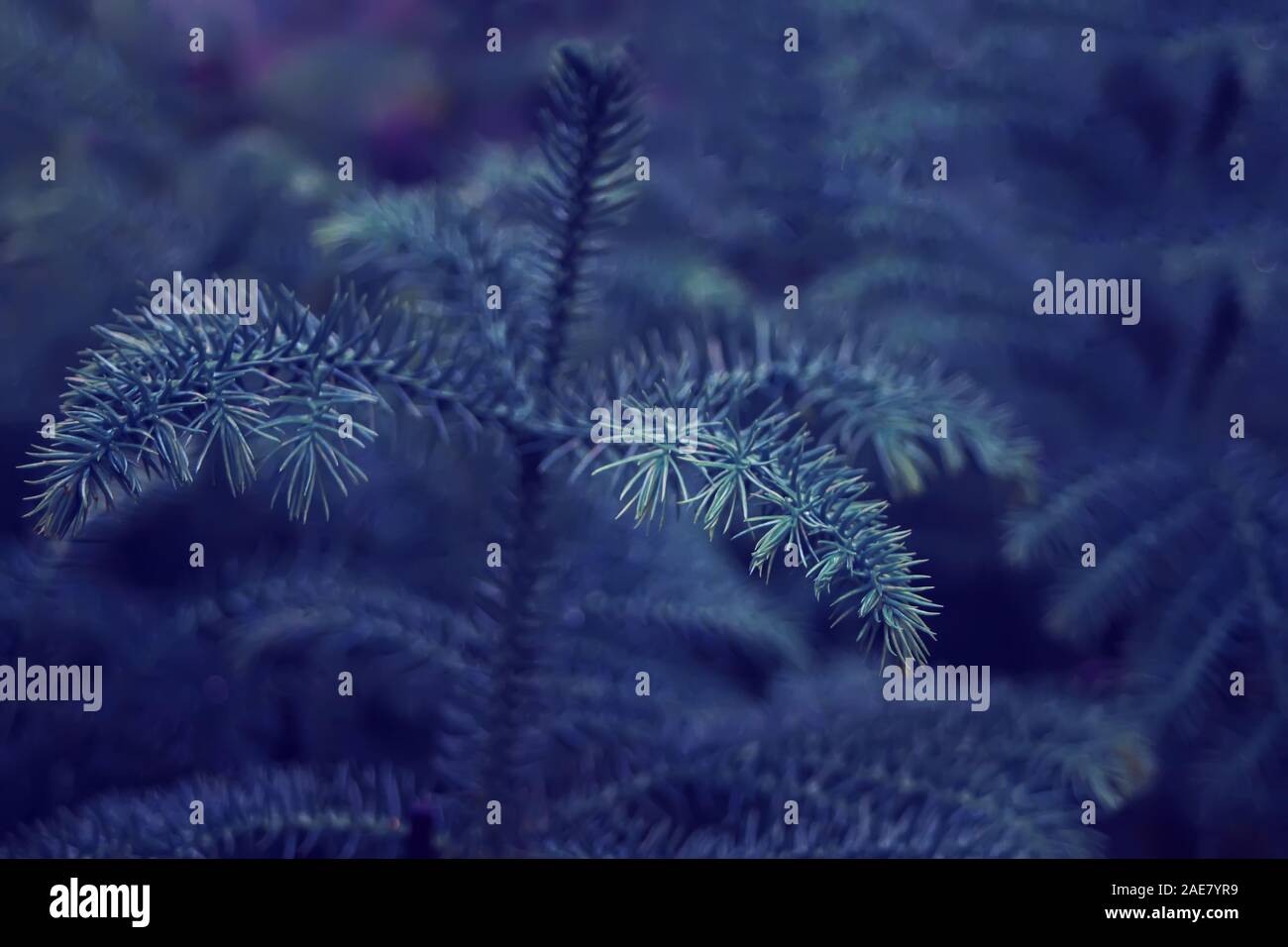 plant like pine tree leaves texture background in a classic blue color ...