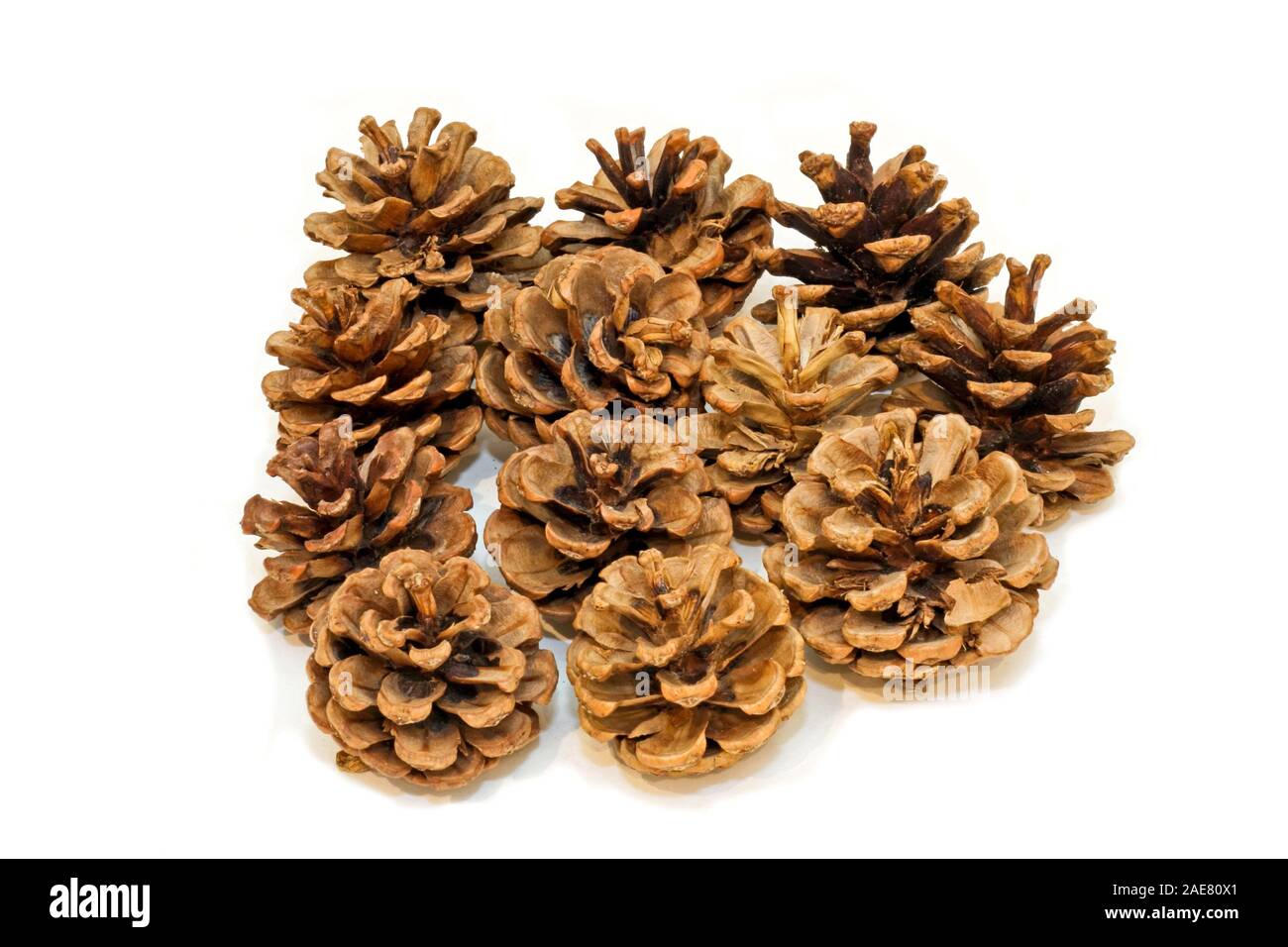 Bunch of traditional natural dried pine cones Stock Photo - Alamy