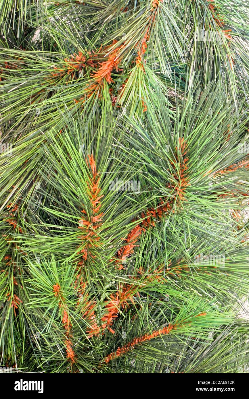 Traditional natural ever green pine tree needles hi-res stock ...