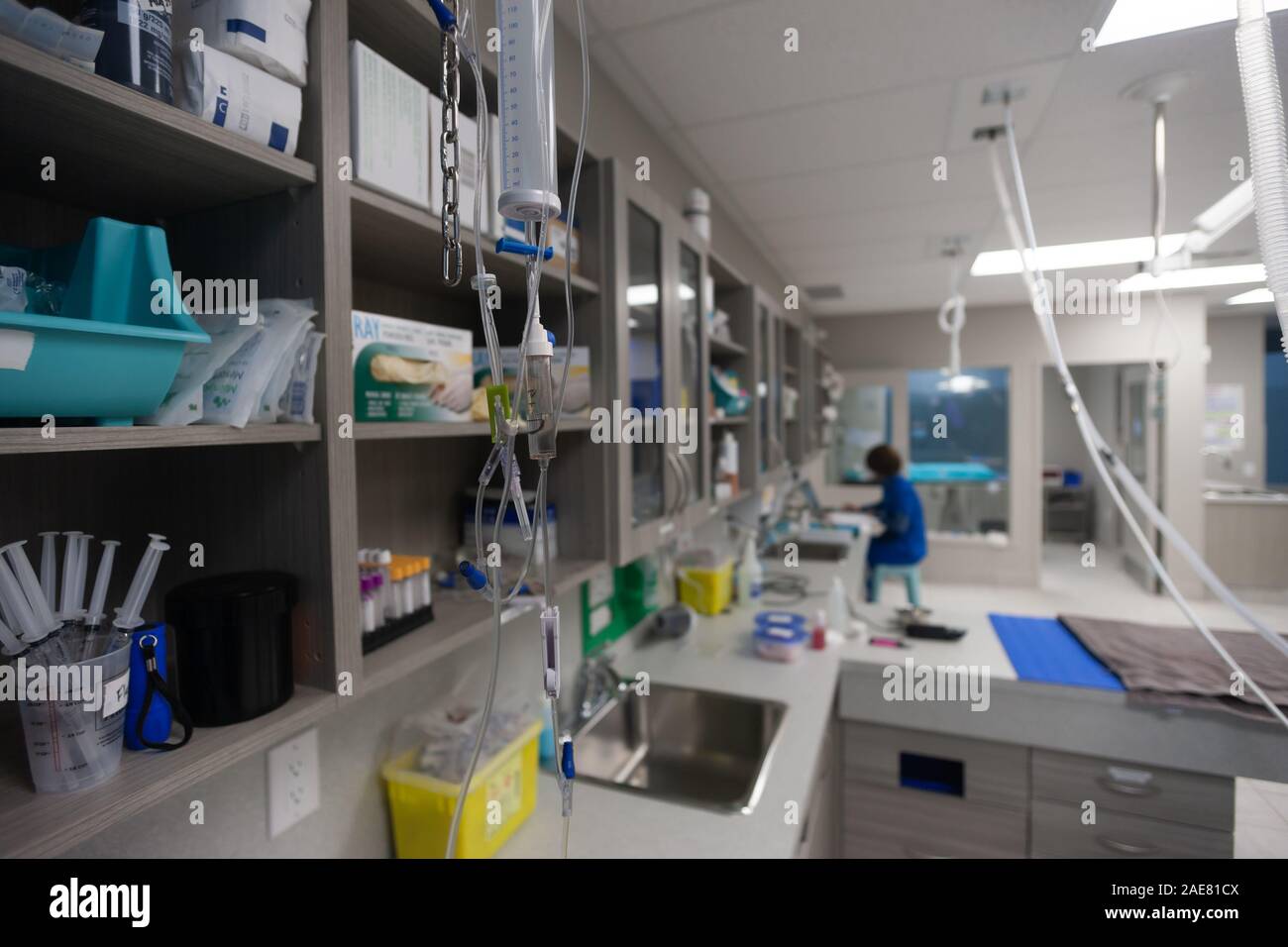 In veterinary clinic vet assistant hi-res stock photography and images ...