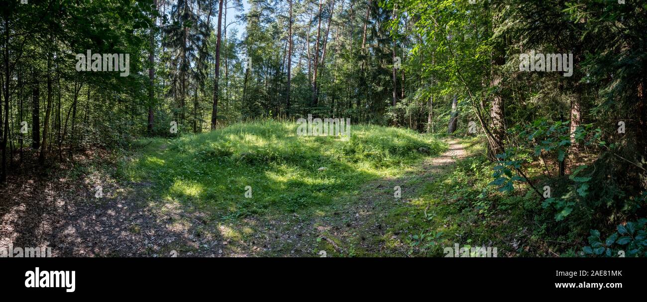 Tall tress and forest hi-res stock photography and images - Alamy