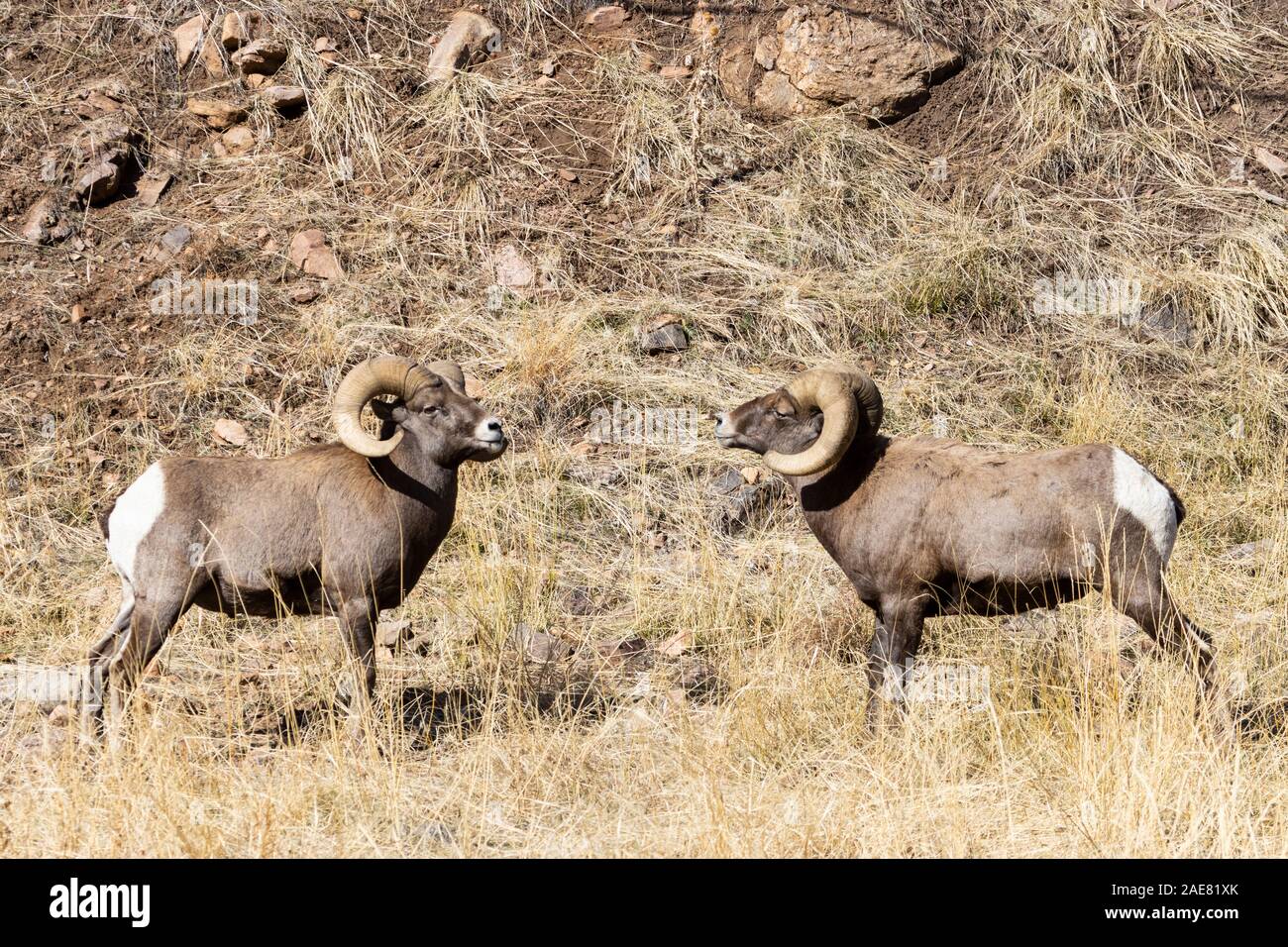 Butting Heads High Resolution Stock Photography and Images - Alamy