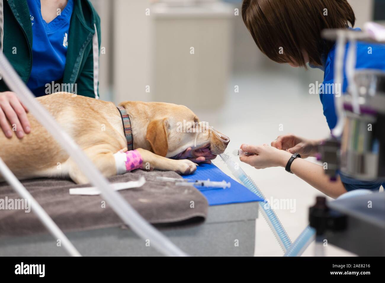 Pre surgery prep hi-res stock photography and images - Alamy