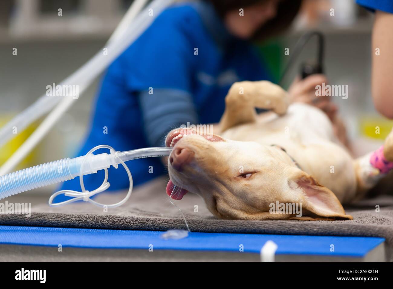 Spay surgery hi-res stock photography and images - Alamy