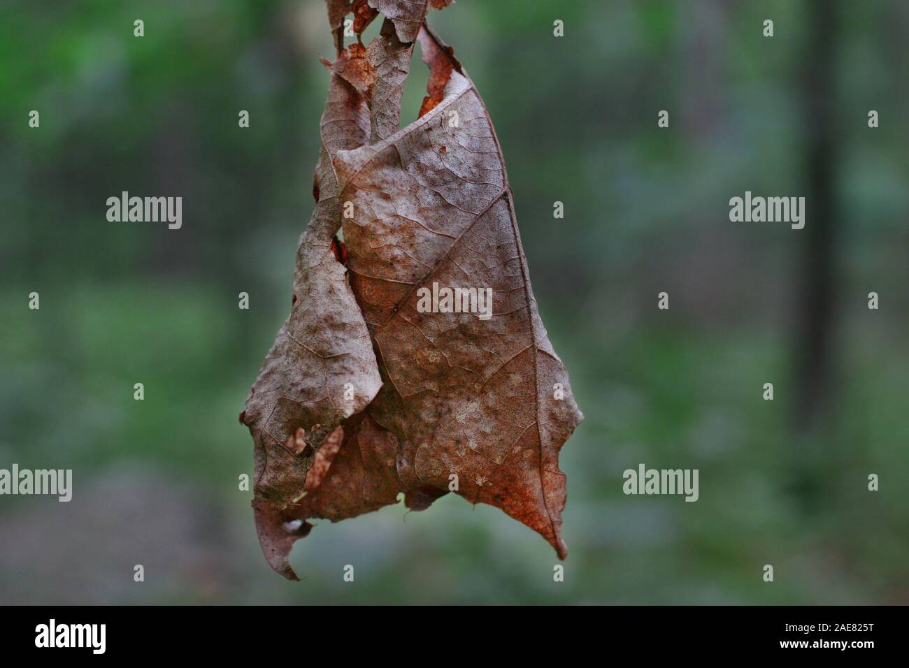 dry withering leaf hanging in autumn against green forest background ...