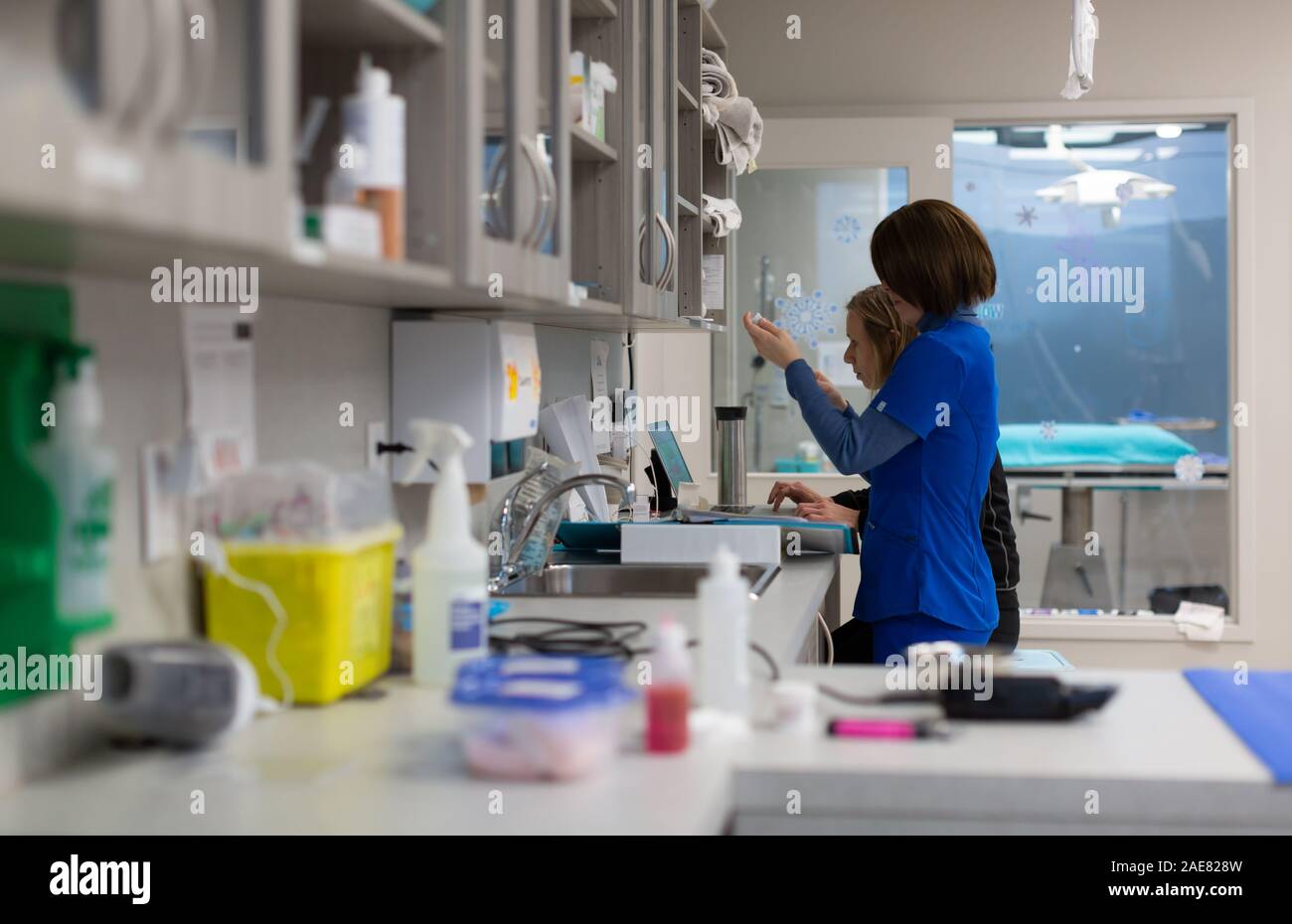 A veterinary surgeon and technician administer review notes and prepare ...