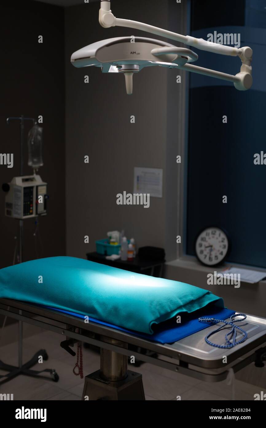 An operating room inside a veterinary clinic Stock Photo - Alamy