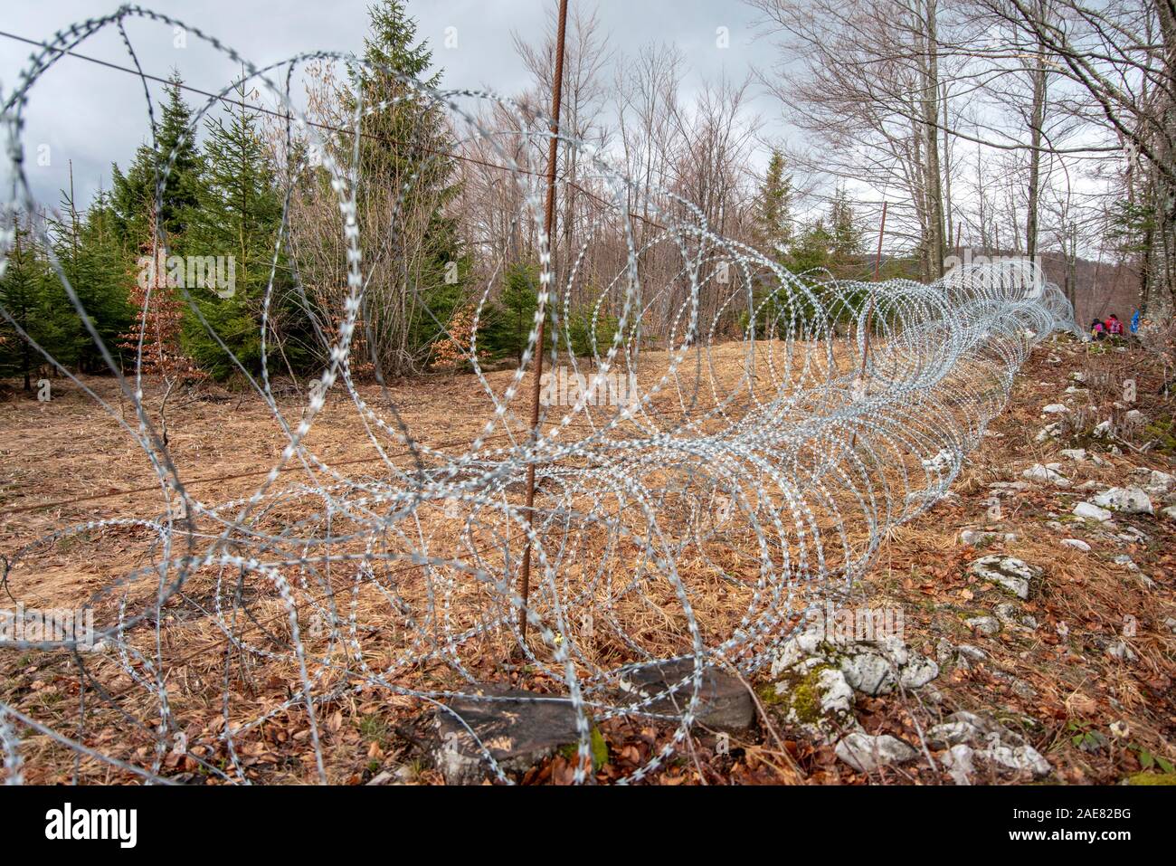 barb wire in the forest Stock Photo - Alamy