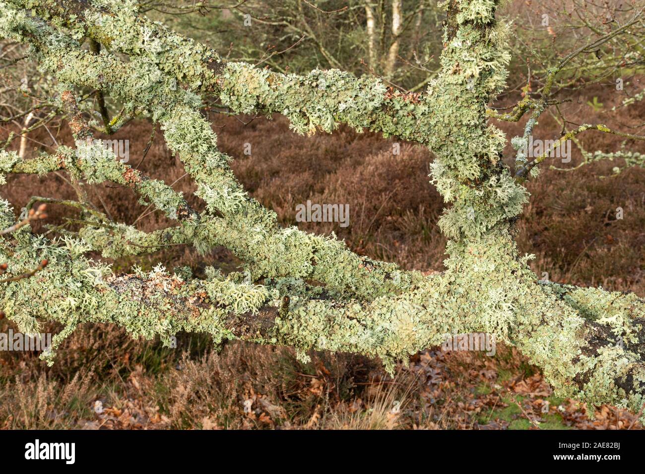 Lichen covered oak tree on a heath, UK Stock Photo - Alamy