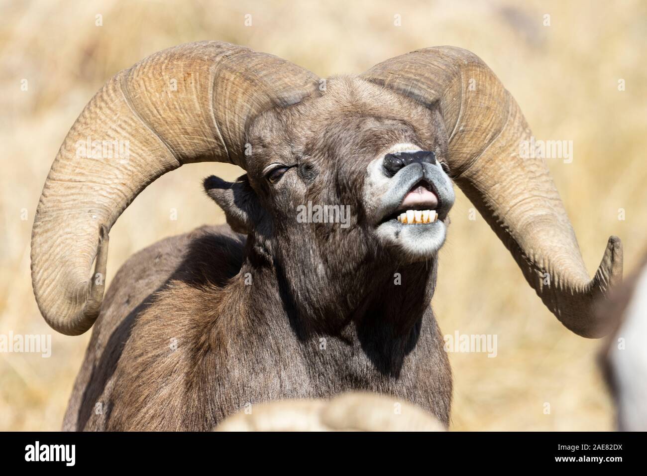 Butting Heads High Resolution Stock Photography and Images - Alamy
