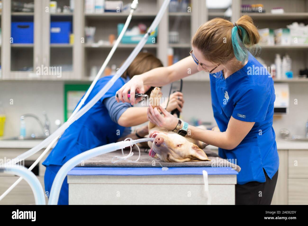 Pre surgery prep hi-res stock photography and images - Alamy