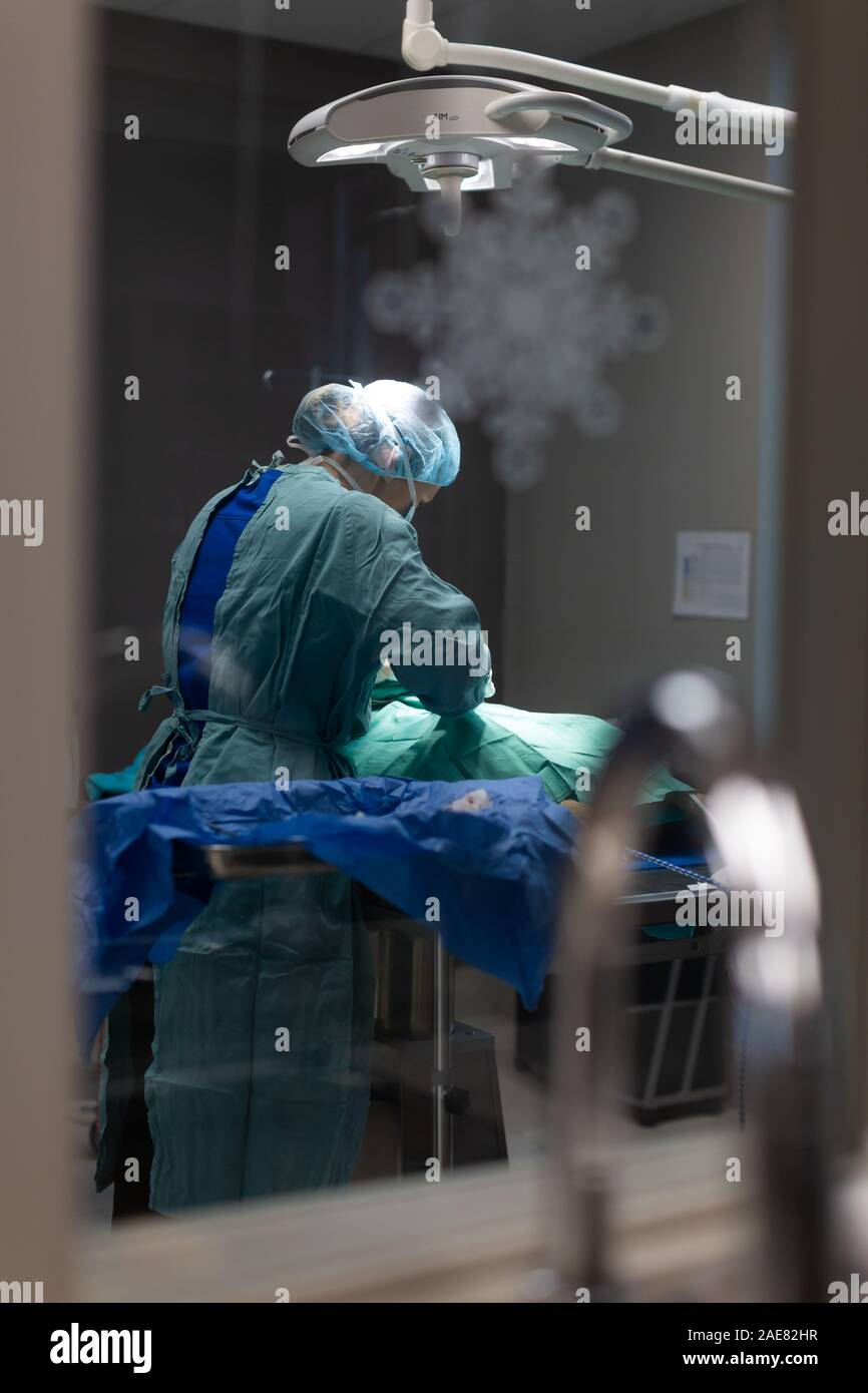 Pets vet operation hi-res stock photography and images - Alamy