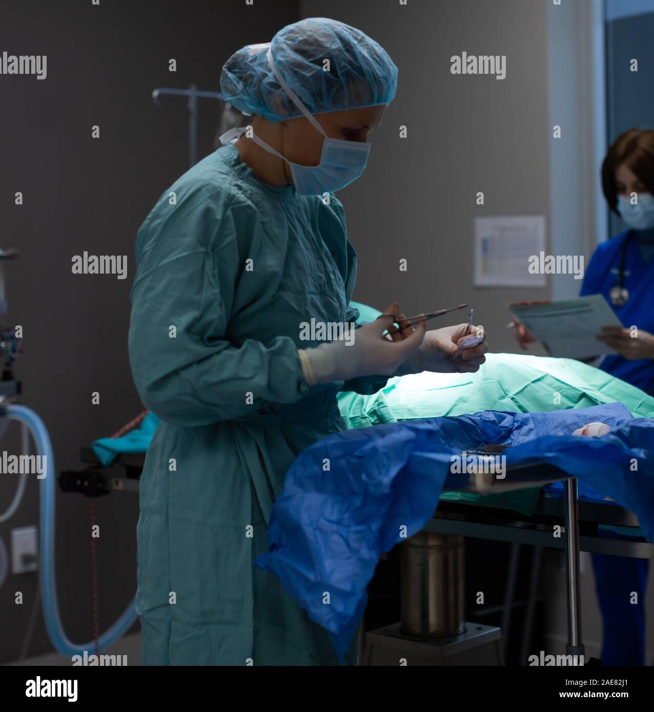 A veterinary surgeon performs an operation on a canine inside a the ...