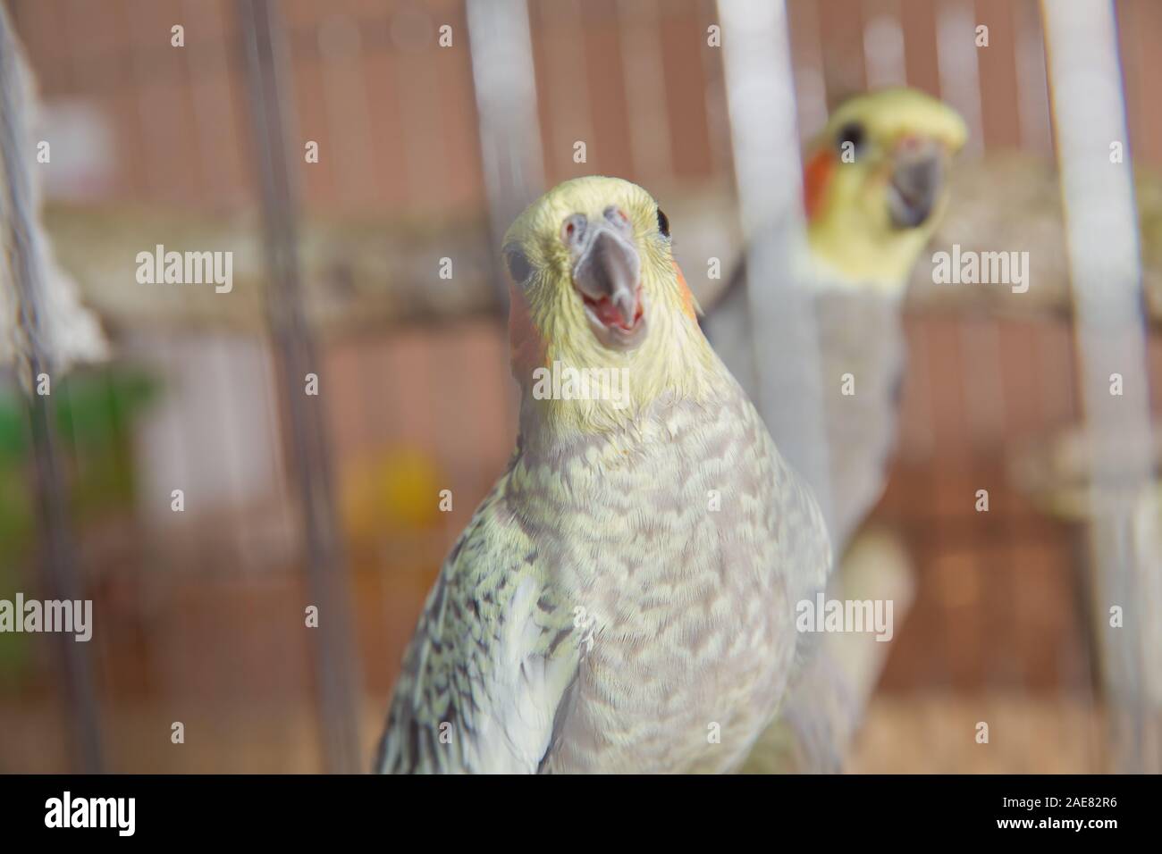 Parakeets . Green wavy parrot sits in a cage . Rosy Faced Lovebird ...