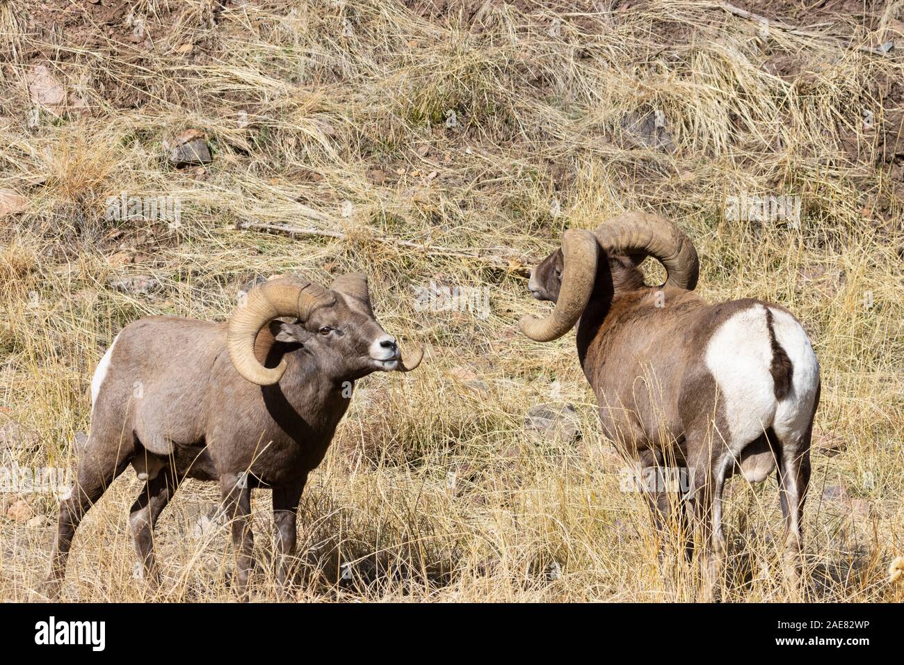 Butting rams hi-res stock photography and images - Alamy
