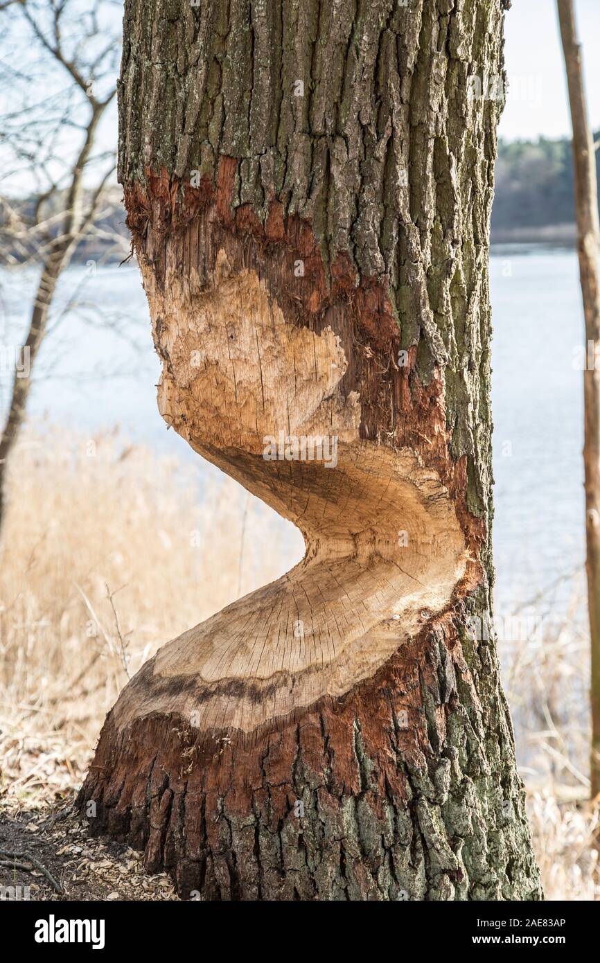Trees cut down by beavers and their sharp teeth. Animal engineering ...
