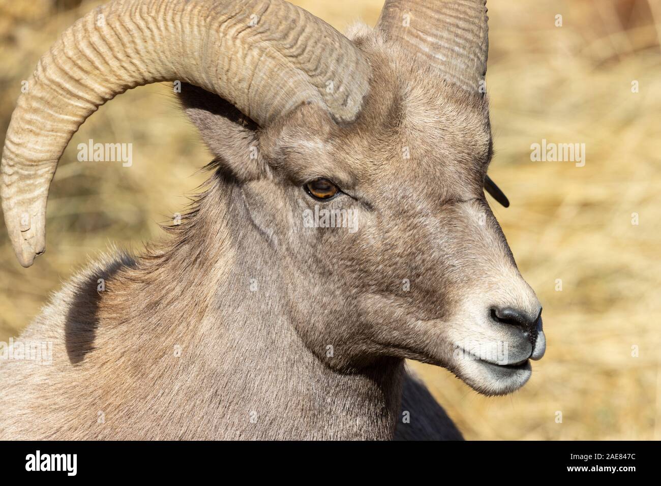 Butting rams hi-res stock photography and images - Alamy