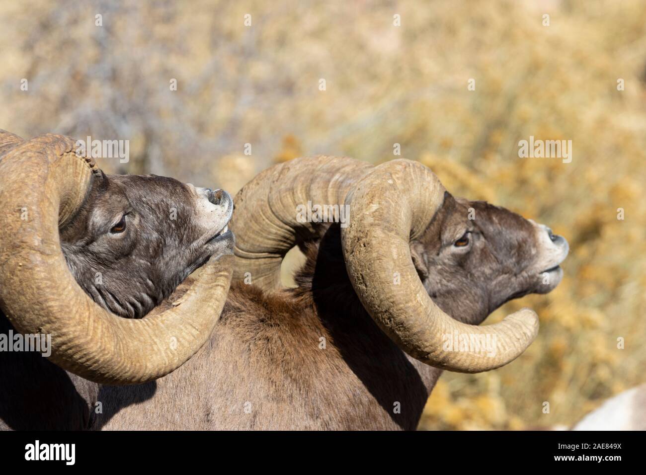Ram Butting Heads