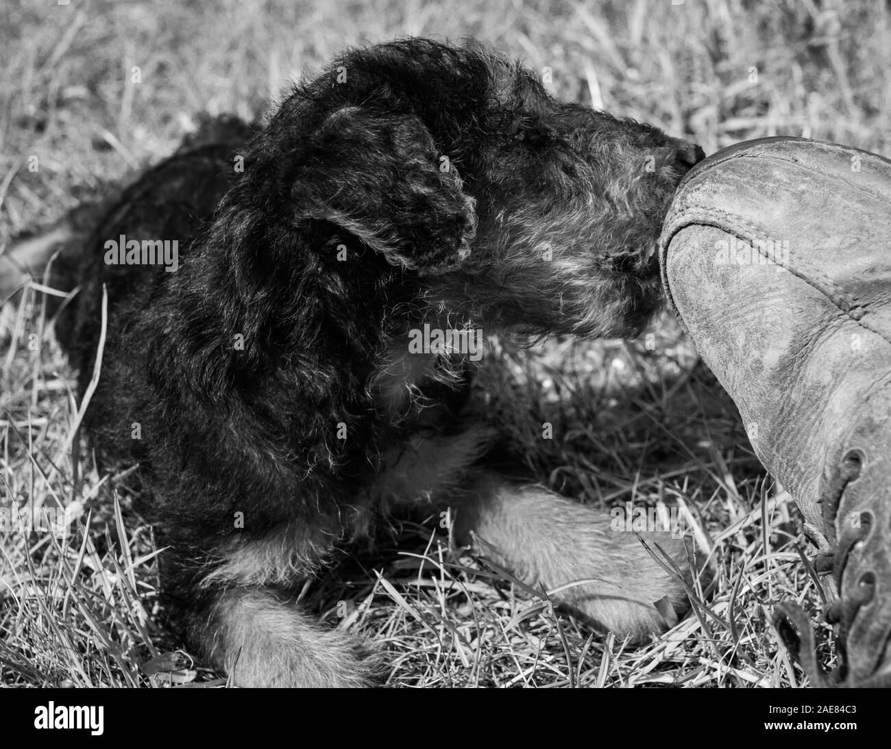 Welsh terrier Black and White Stock Photos & Images - Alamy